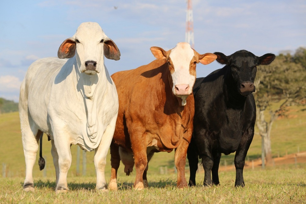 Casa Branca vende 200 reprodutores e fêmeas Angus, Brahman e Simental ...