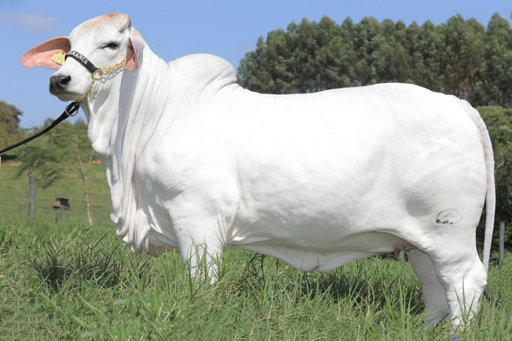 CABR Riva 2731, Campeã Mundial Fêmea da Raça Brahman em 2020 - Folha ...