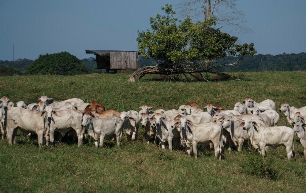 Associação de Brahman abre inscrições para 1ª Prova de Eficiência e ...