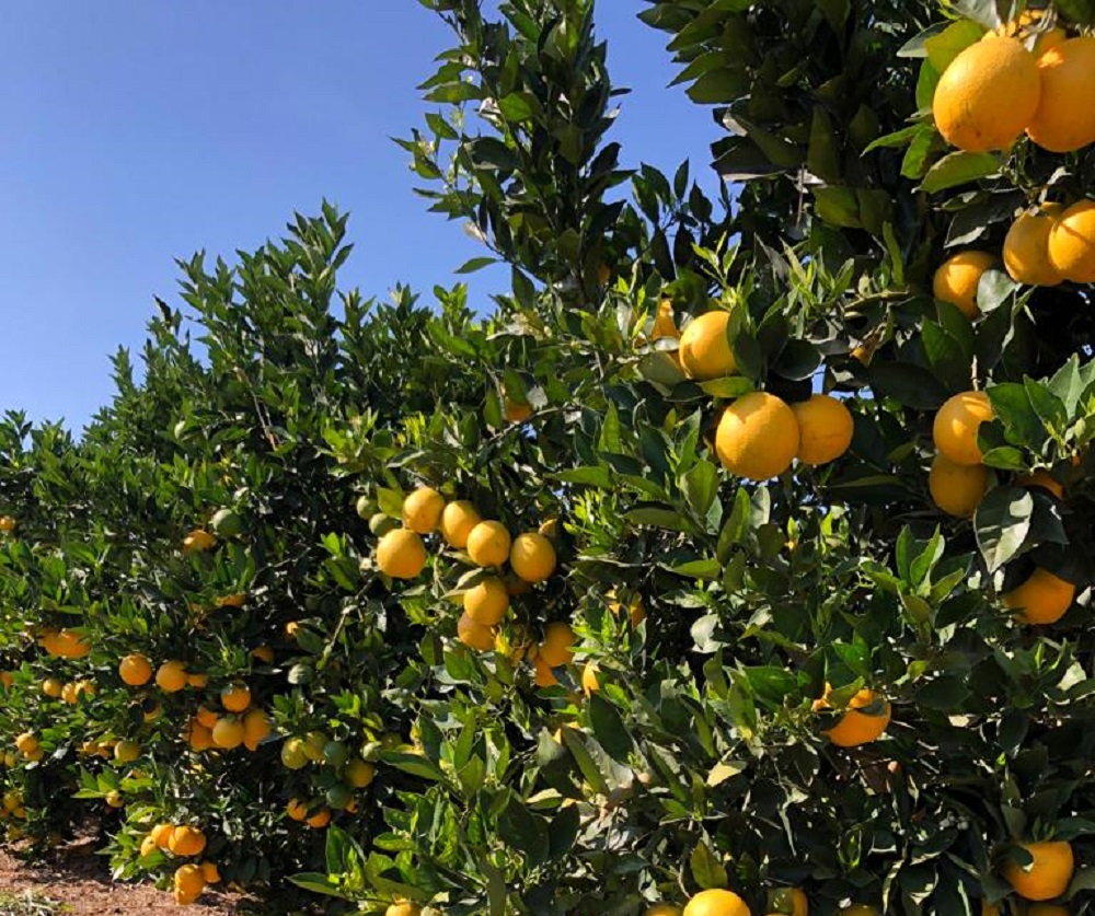 Controle eficaz de ácaros desfolhadores é atributo de solução de ponta ...